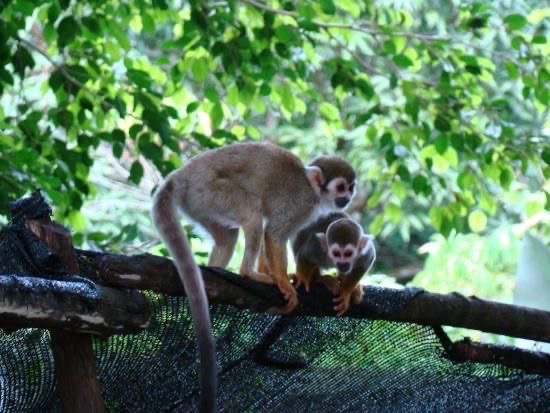 Monkey Land: Una Aventura Inolvidable | Tropicam Royal Tours
